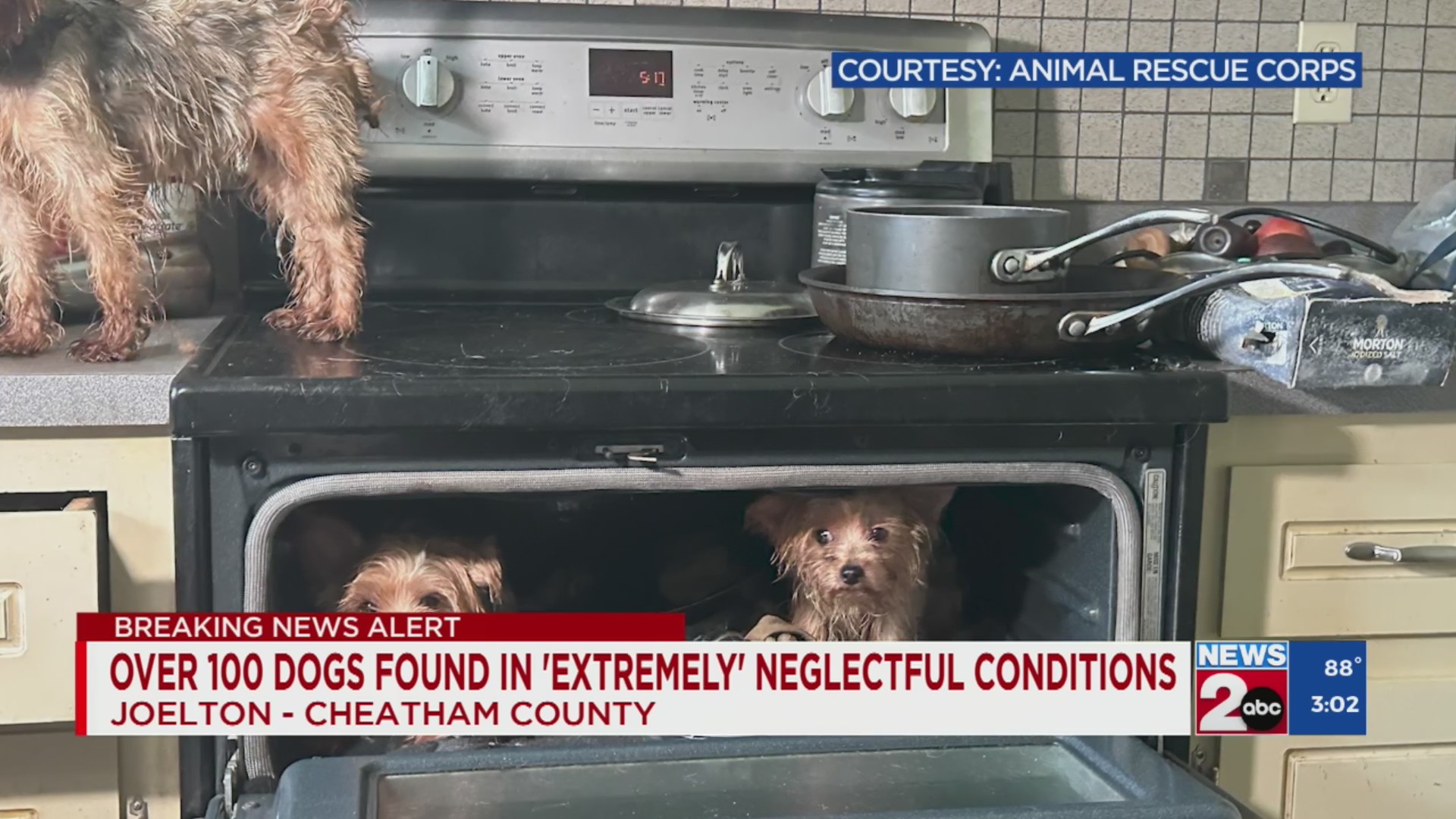 More than 100 dogs found in ‘extremely neglectful conditions’ – WKRN News 2