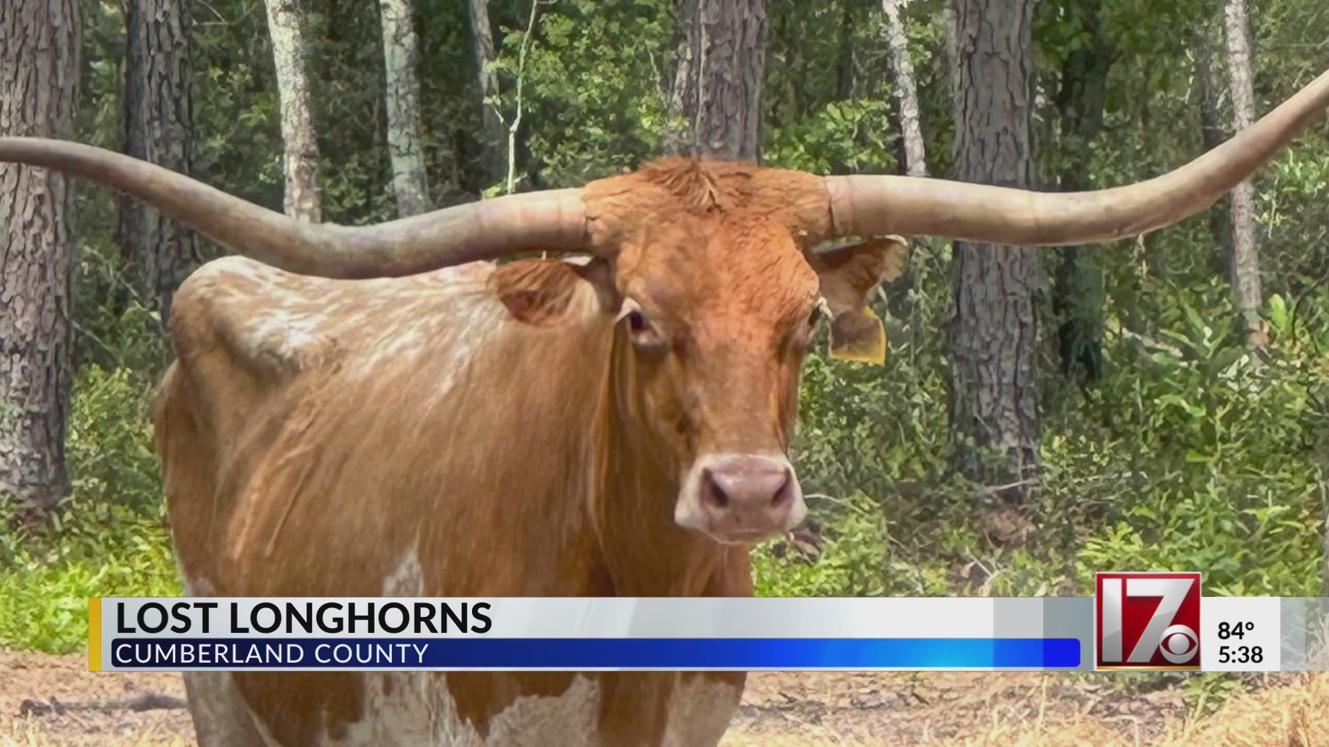 Longhorns on Cumberland County – CBS17.com