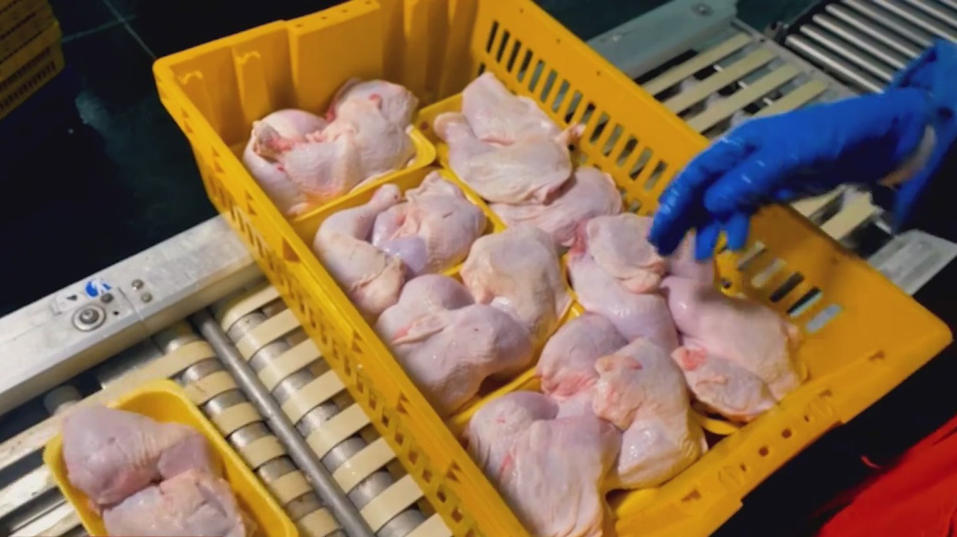 DeSantis signs lab-grown meat ban in Florida | Morning in America ...