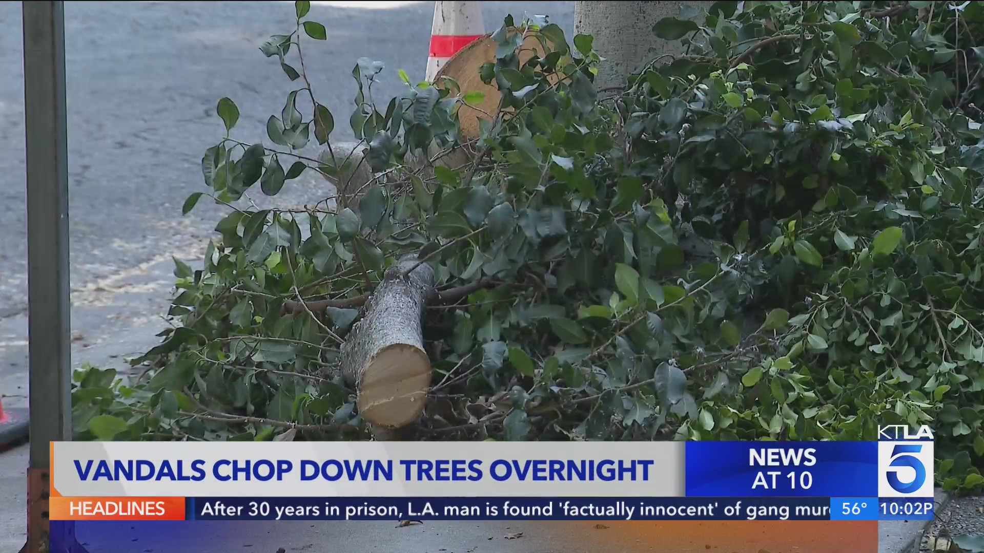 Trees chopped down overnight in downtown L.A. – KTLA