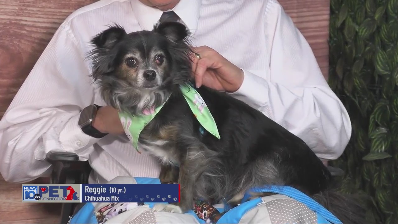 Reggie – NEWS10 ABC