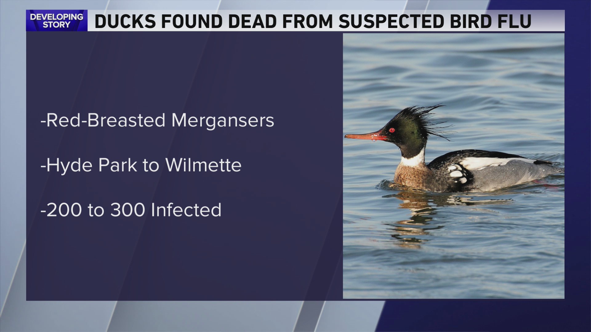 Hundreds of ducks found sick or dead of suspected bird flu along Lake ...