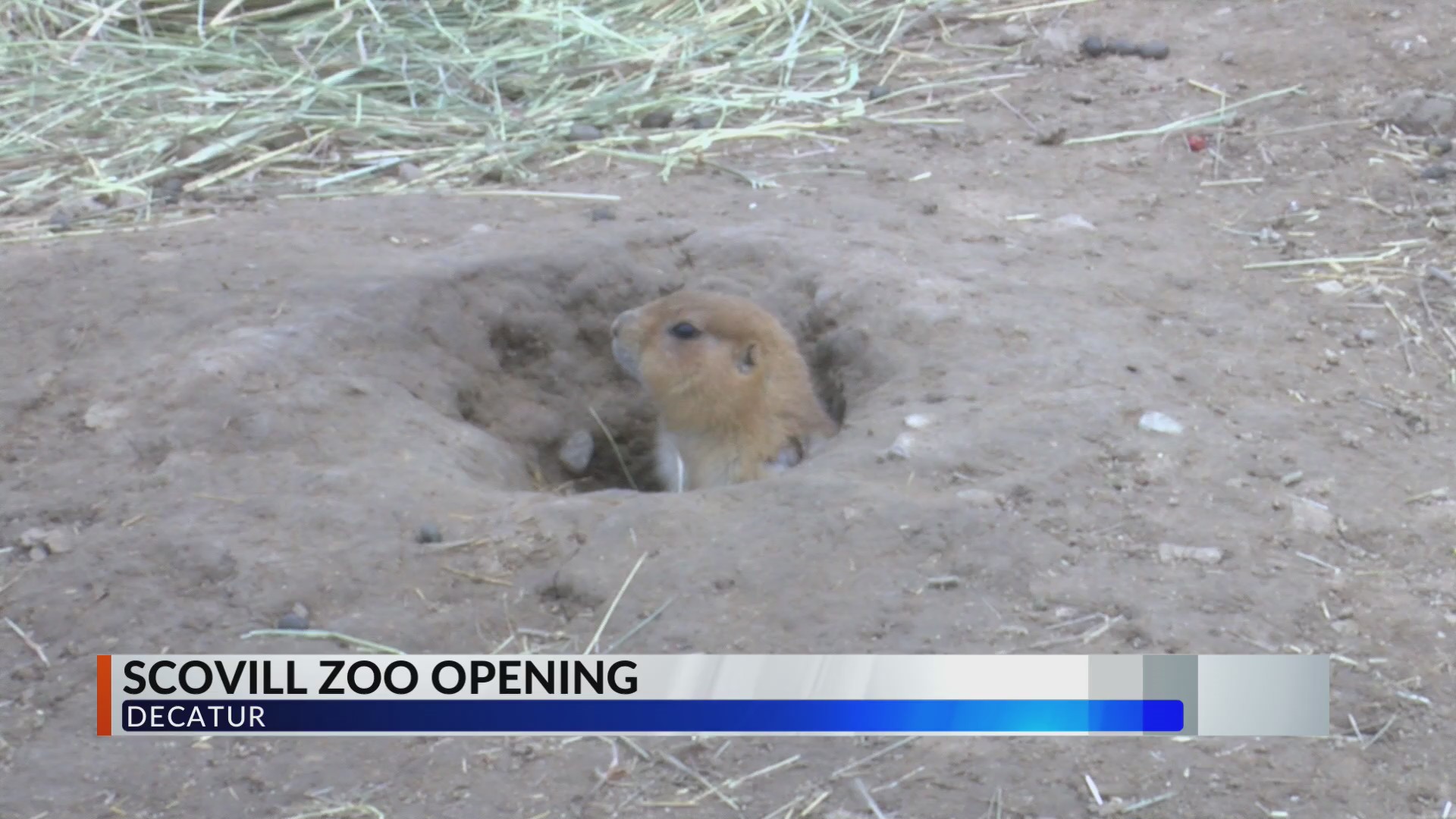 Scovill Zoo in Decatur getting ready to open – WCIA.com