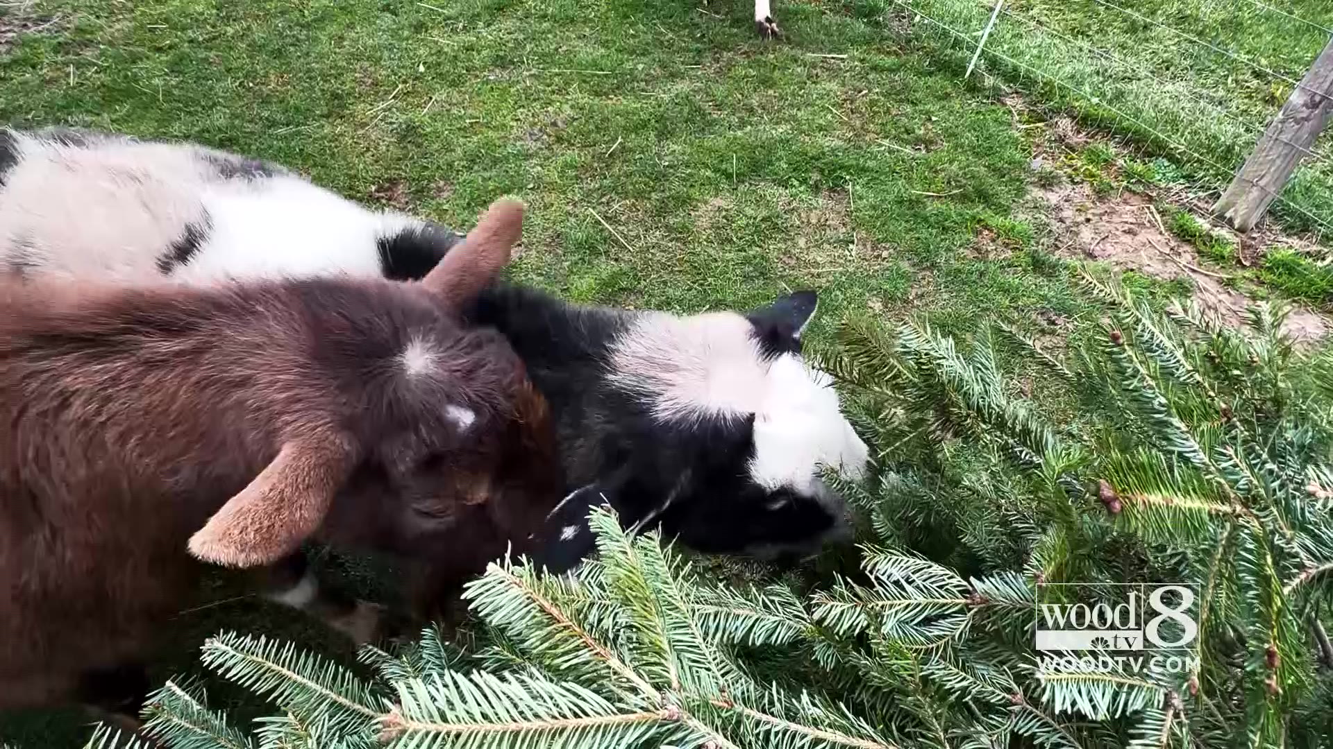 ‘They love it’: Goats eat old Christmas trees – WOODTV.com