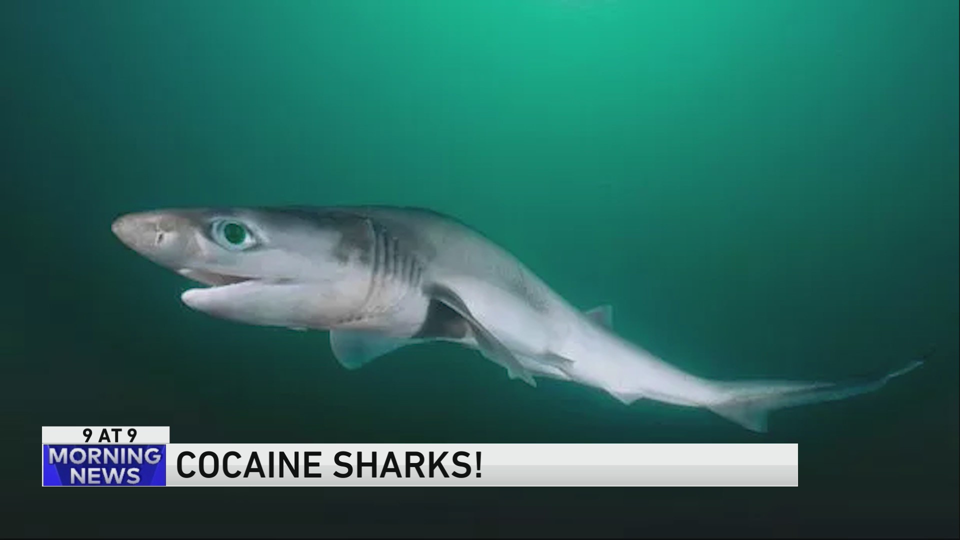 ‘Cocaine sharks’ appearing off the coast of Brazil – WGN-TV