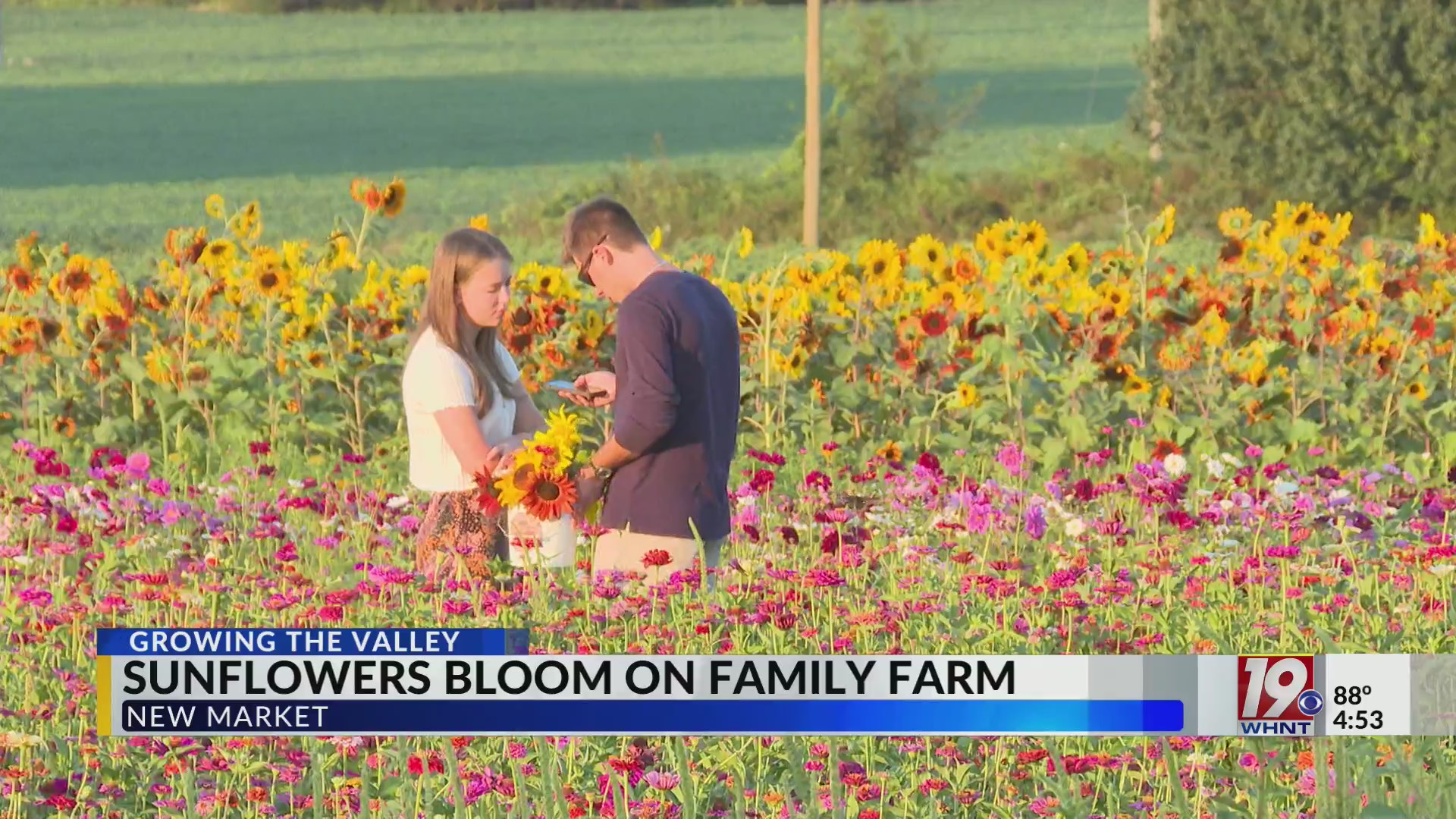 Sunflowers Bloom on Family Farm | Sept. 16, 2025 | News 19 at 4:30 p.m ...