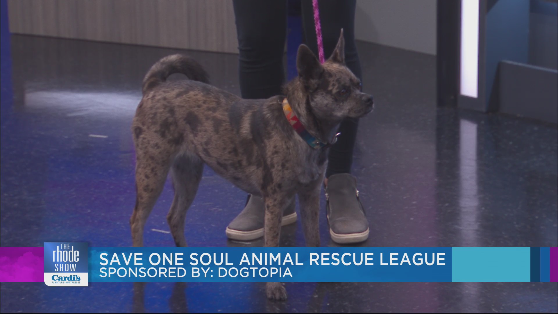 Save One Soul Animal Rescue League