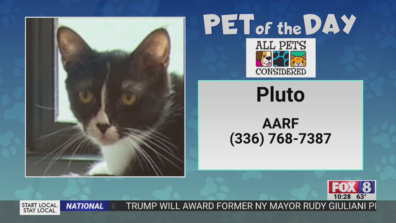 Pluto is our Pet of the Day! – FOX8 WGHP