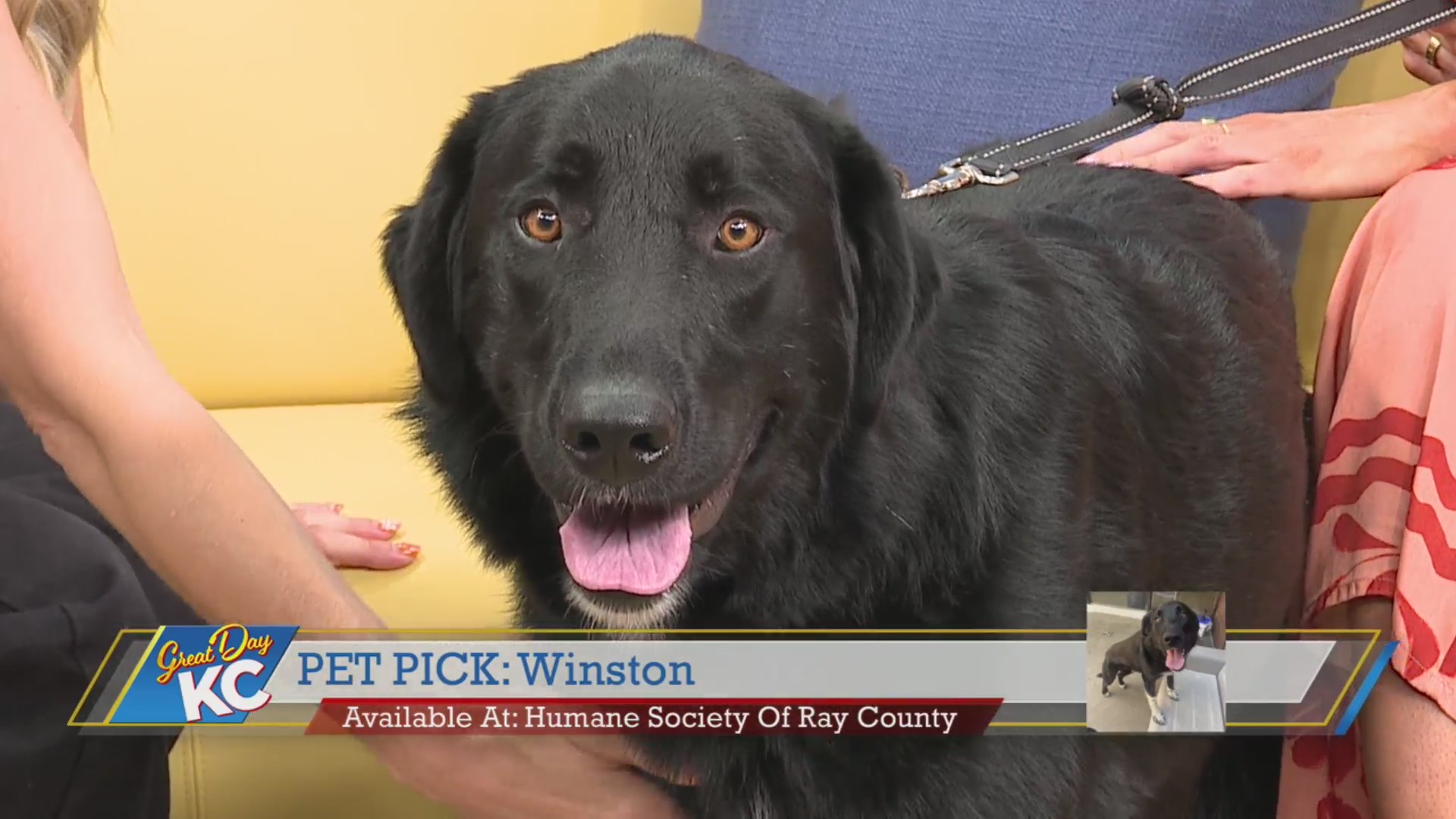 PET PICK: Winston! – FOX 4 Kansas City WDAF-TV | News, Weather, Sports