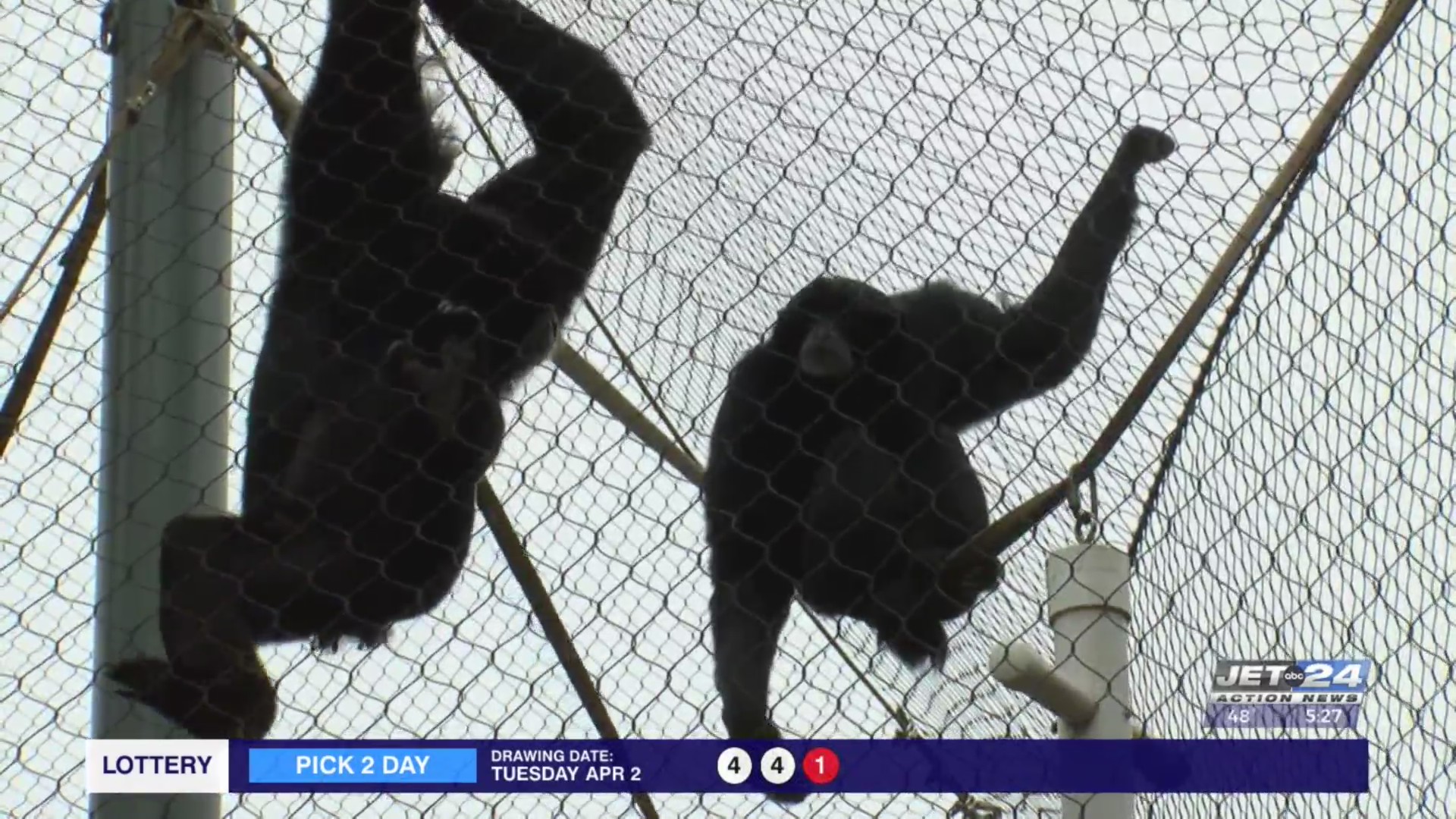 Wild Stuff: April is Ape Awareness Month! – WJET/WFXP/YourErie.com