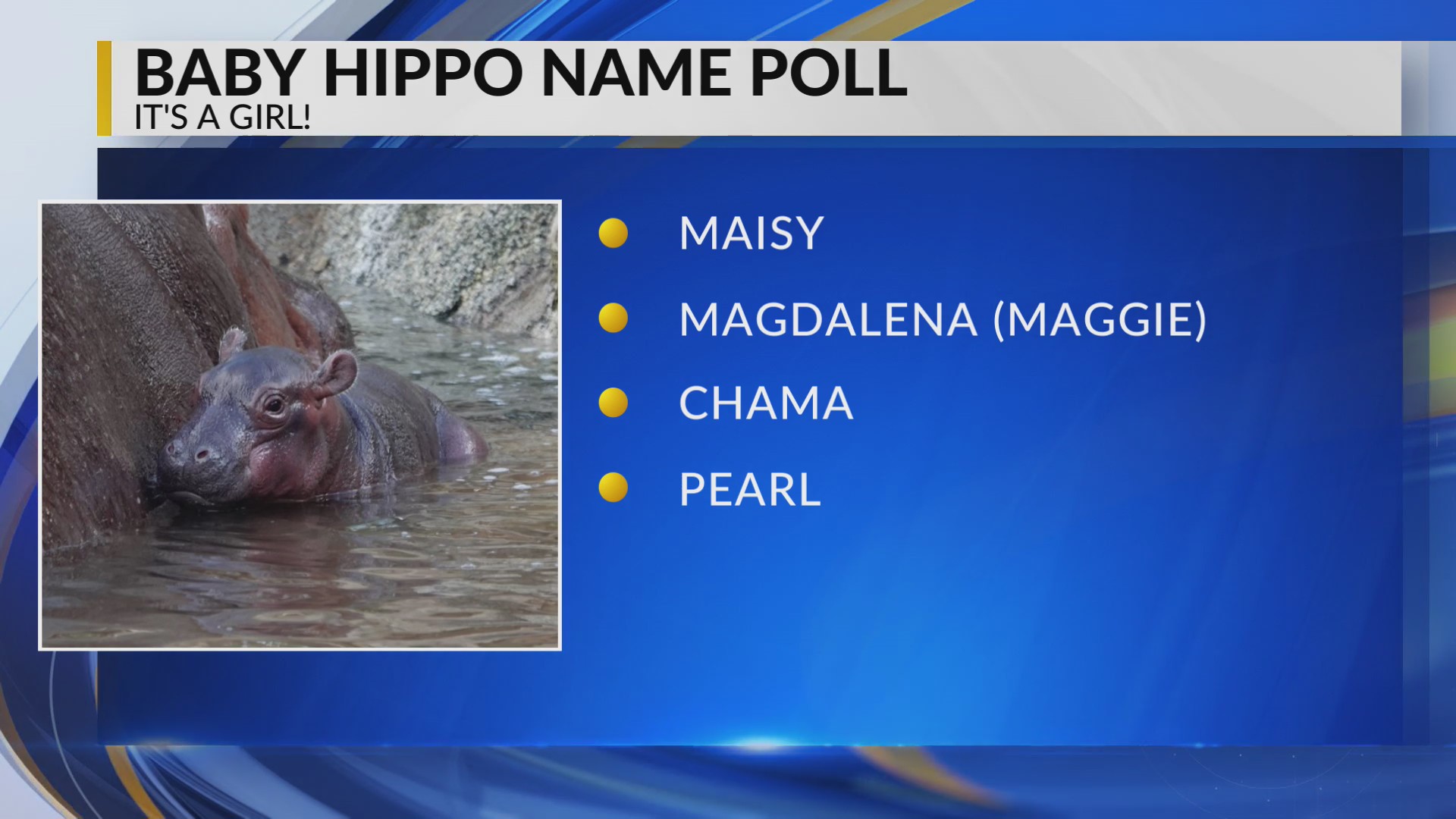 ABQ BioPark announces that baby hippo is a girl – KRQE NEWS 13 ...