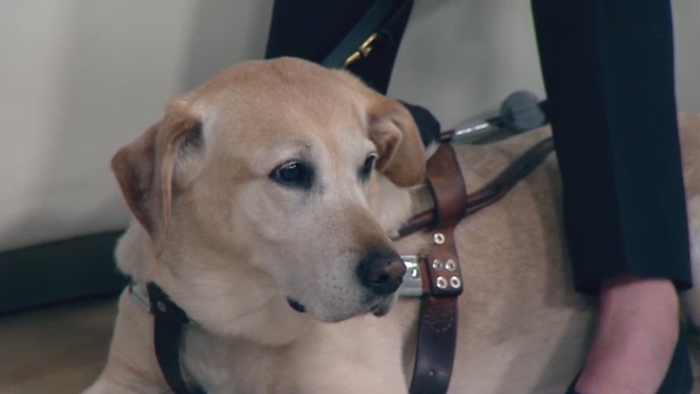Honoring National Guide Dog Month with seeing eye dogs – PIX11