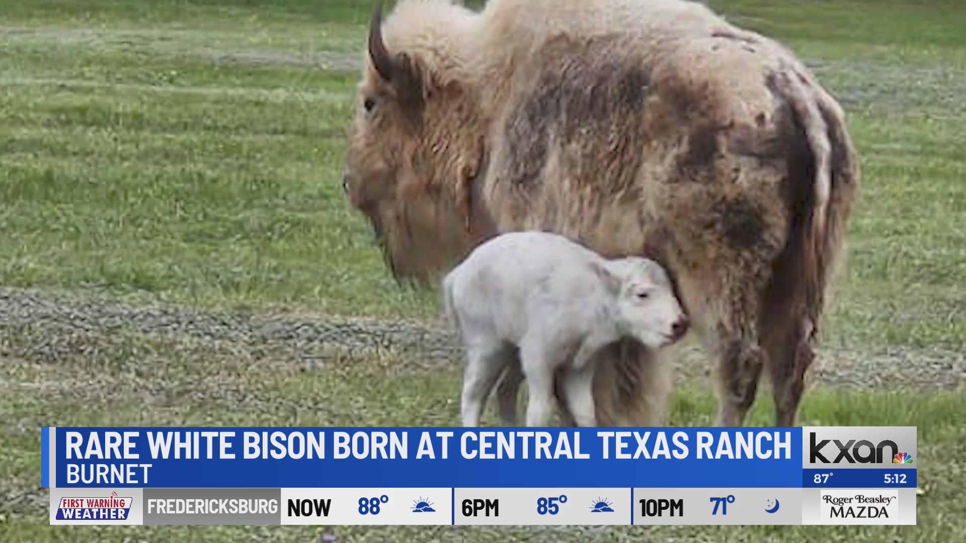 Rare white bison born at Central Texas ranch – KXAN Austin