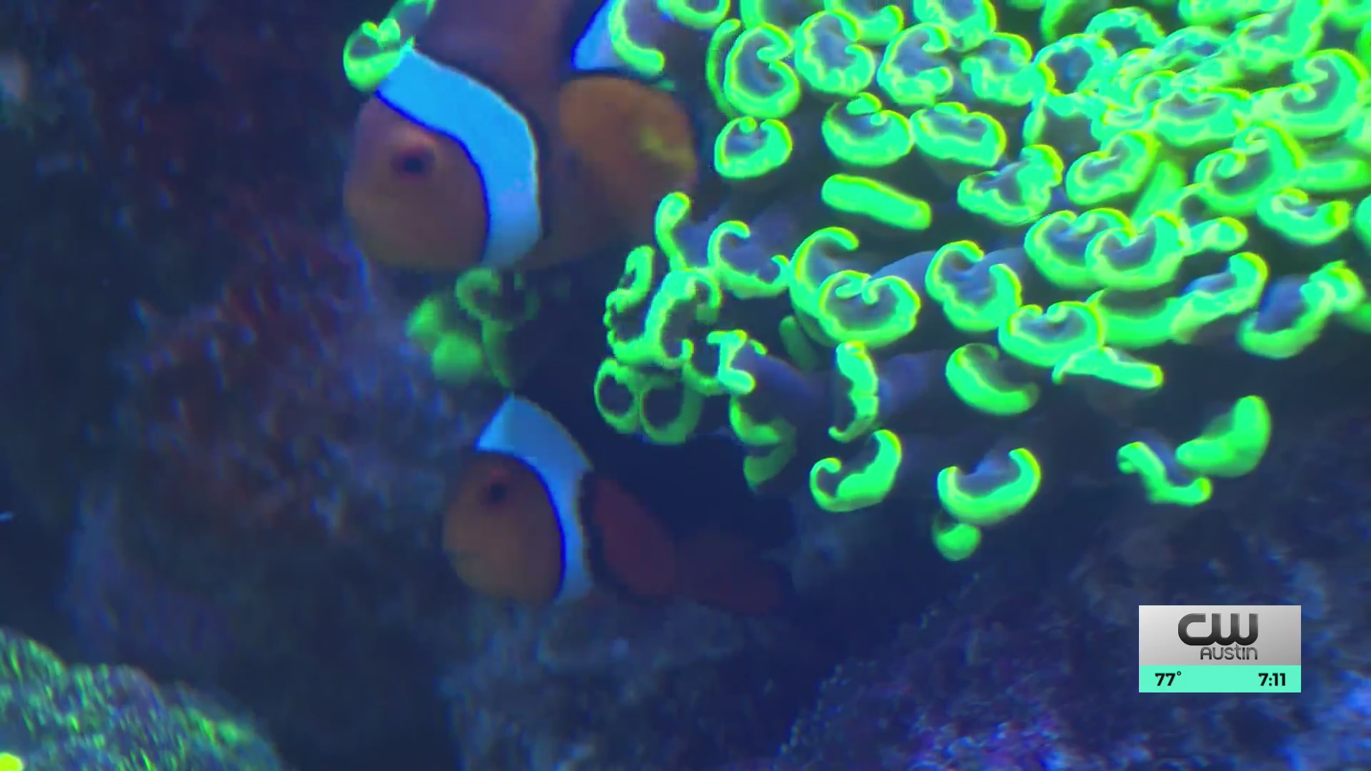 Coral reefs in ‘bit of a pickle’; experts push for continued effort to ...