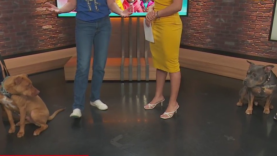 Furever Friday- Nor Cal Bully Breed – FOX40 News