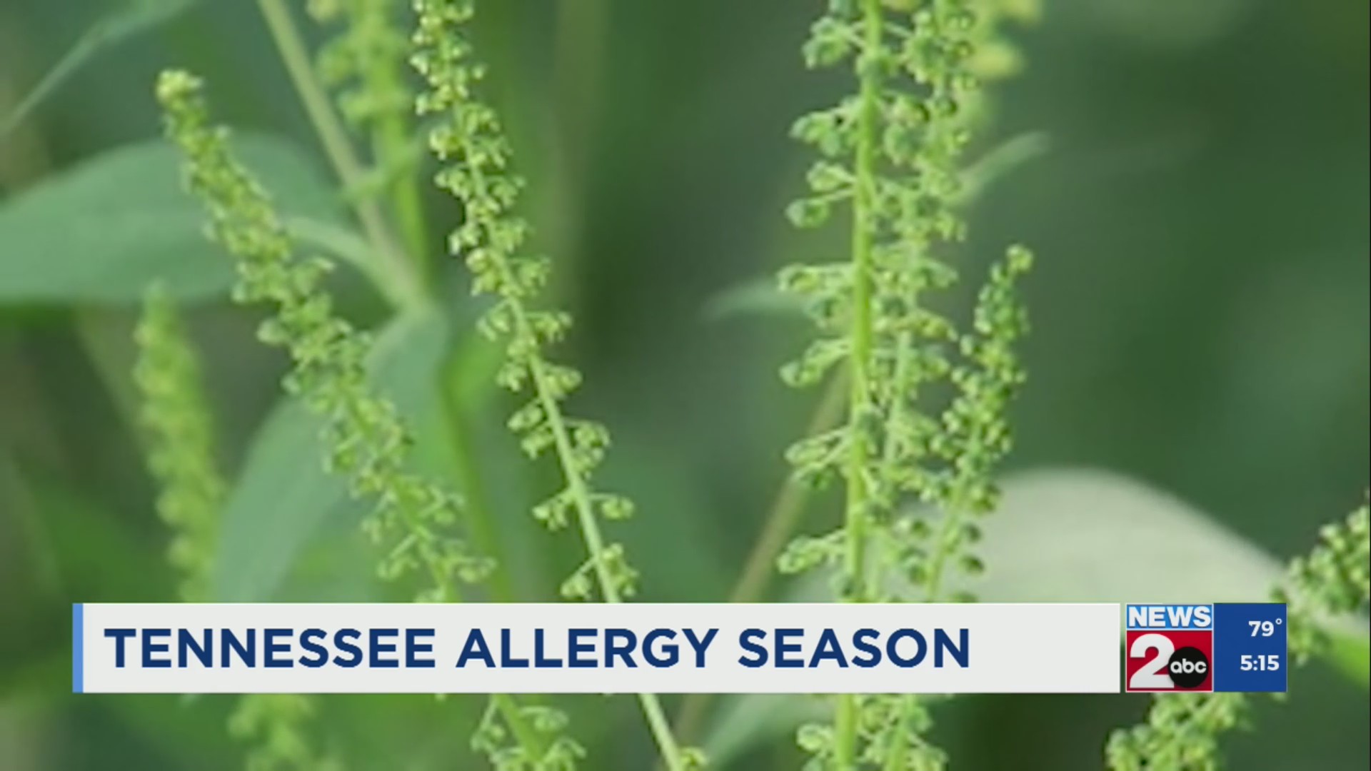 What type of pollen is affecting Middle Tennessee? – WKRN News 2
