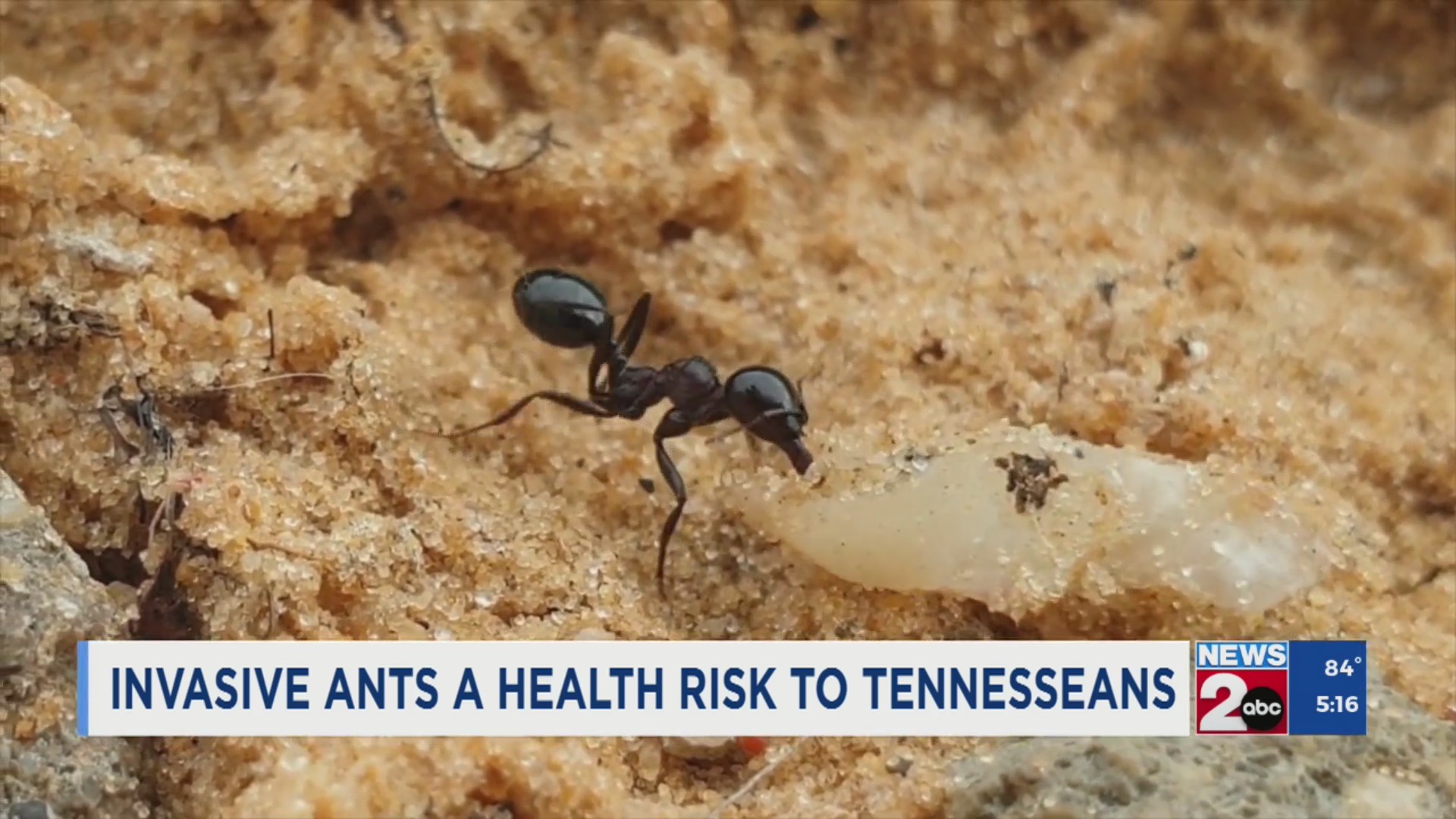 Invasive ants creating health risk in Tennessee – WKRN News 2