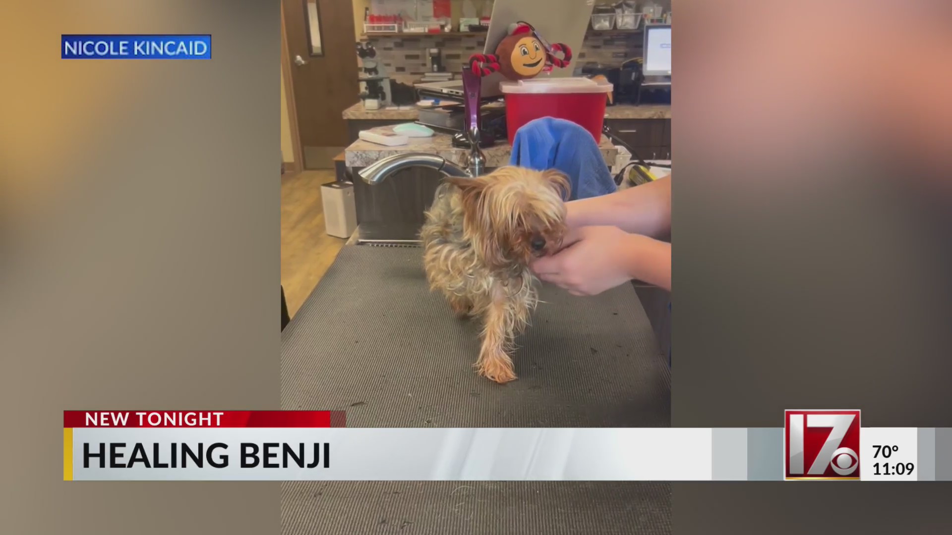 Dog with amputated leg left in box at Wake Co. shelter – WSPA 7NEWS