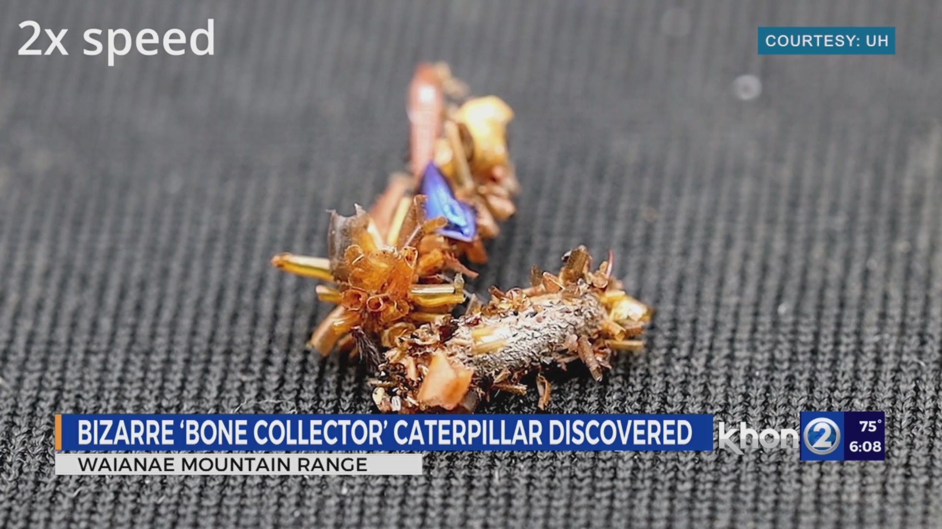 Meet the ‘bone collector’: A newly discovered insect in Hawaiʻi – KHON2