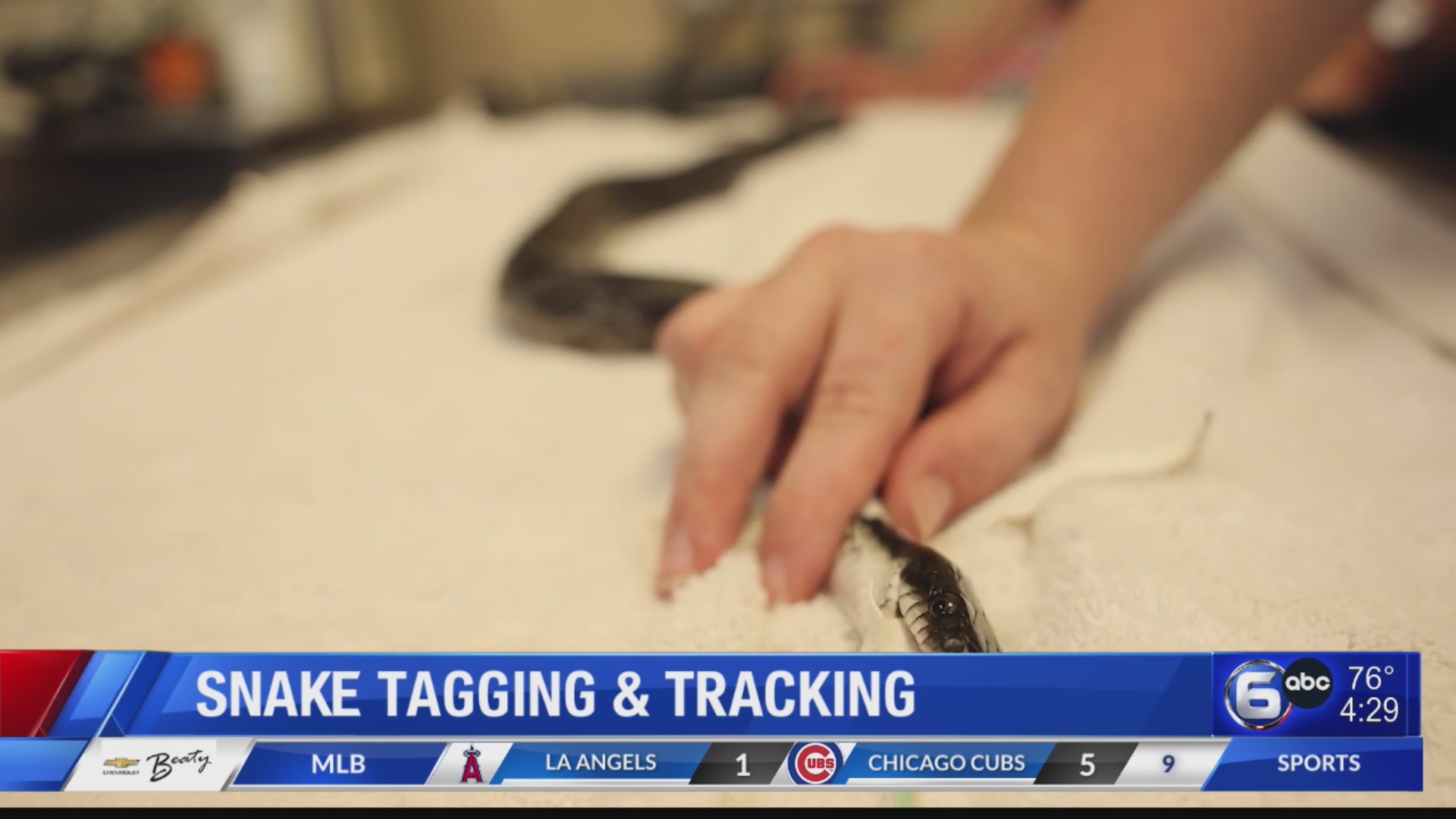 Snake Tagging and Tracking – WATE 6 On Your Side