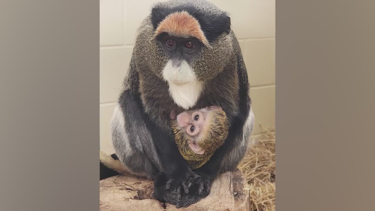 Pueblo Zoo welcomes baby De Brazza’s monkey – FOX31 Denver