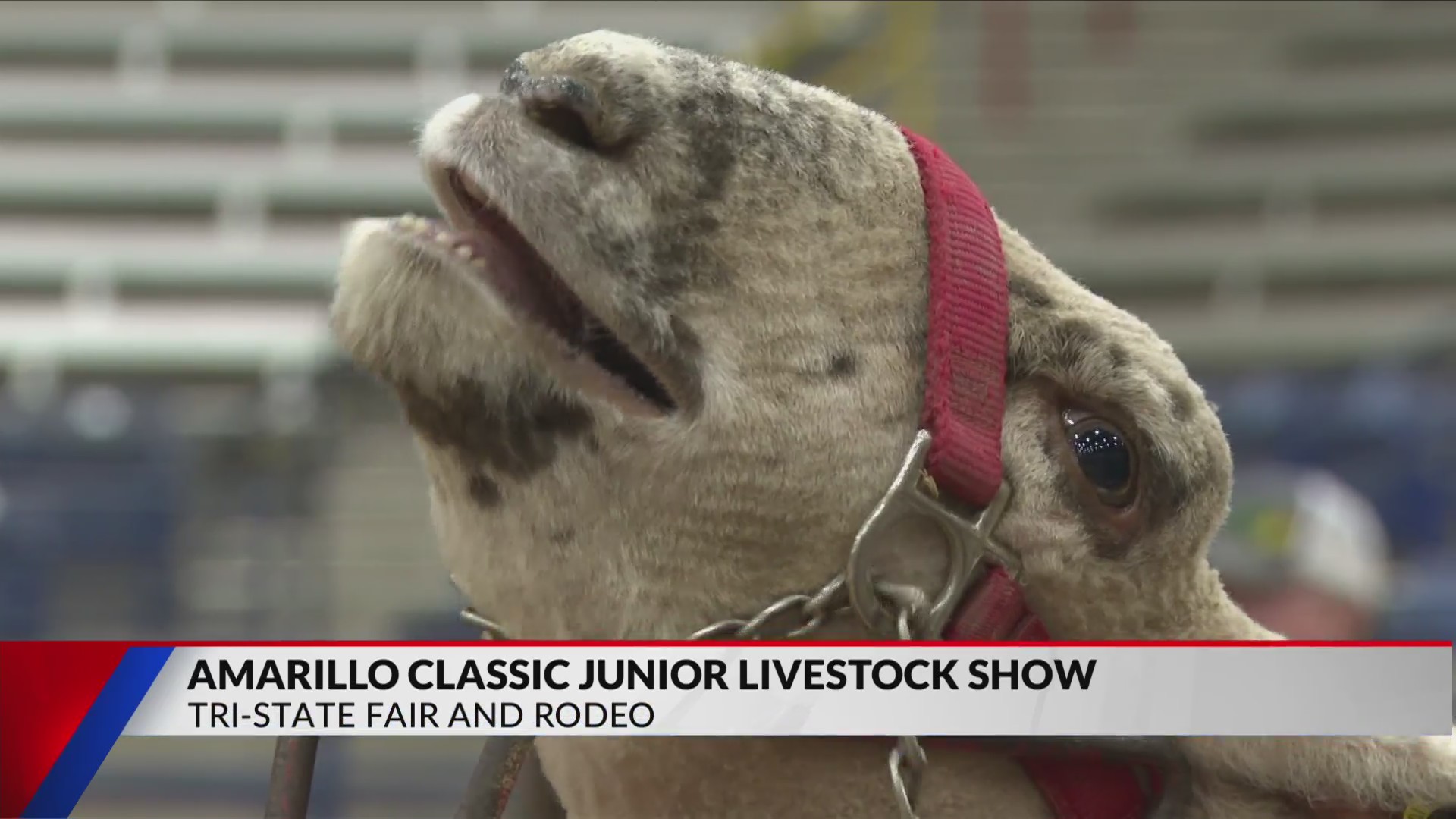 Tri-State Fair & Rodeo hosts first Amarillo Classic Junior Stock Show ...