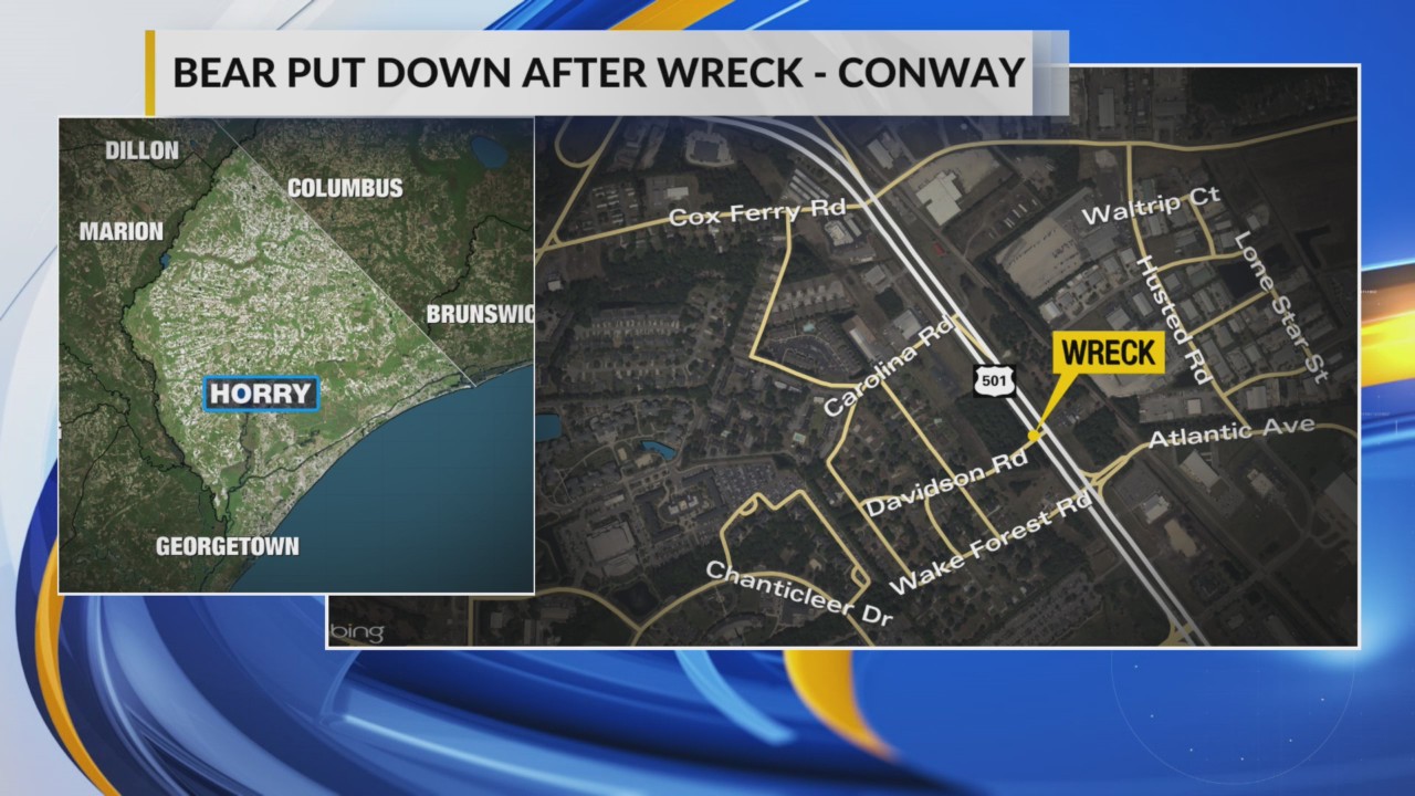 Bear euthanized after being struck by vehicle in Conway, SCDNR says – WBTW