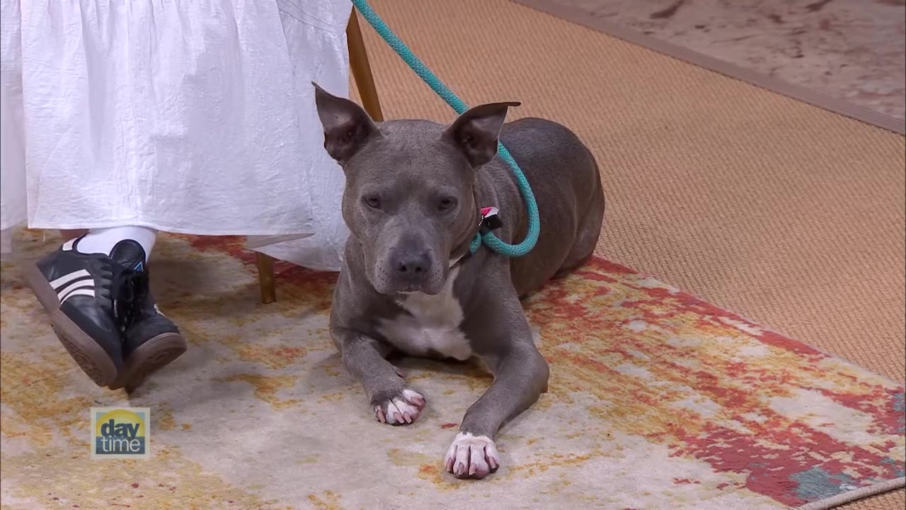 Farron’s Furever Friends 5-30-24 – WFLA