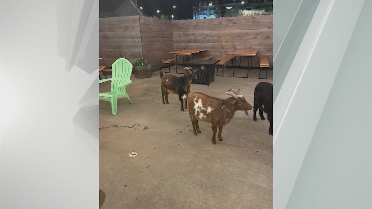 Goats escape to local brewery – NEWS10 ABC