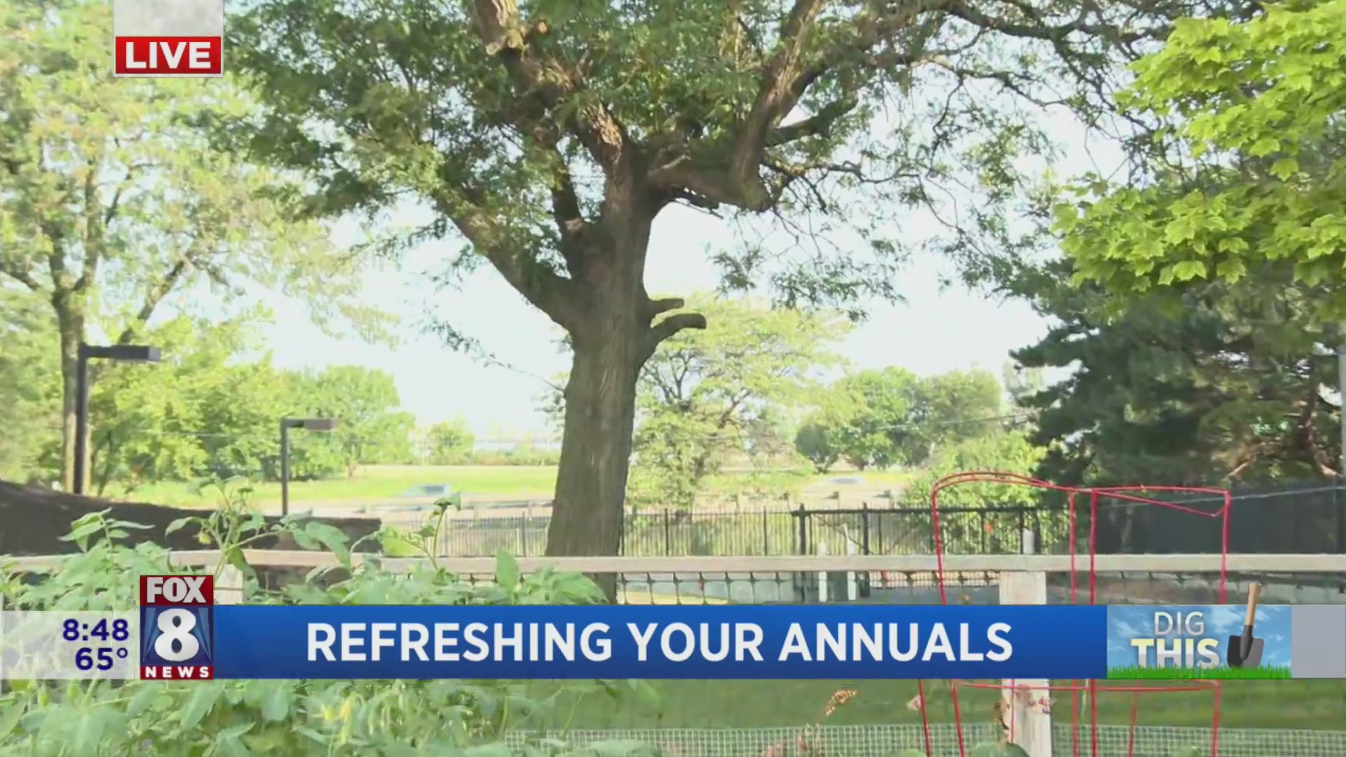 Storm damage to your trees? AJ explains what needs to be done to ...