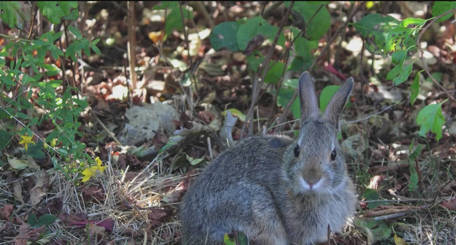 Queens Zoo works to save New England’s rare cottontail rabbit – PIX11