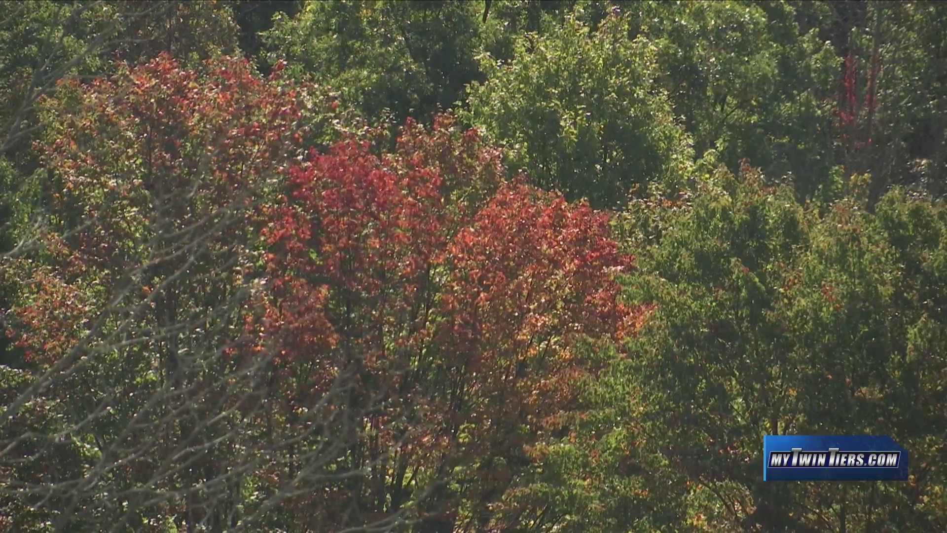 Trees and other factors affect the fall foliage colors – WETM ...