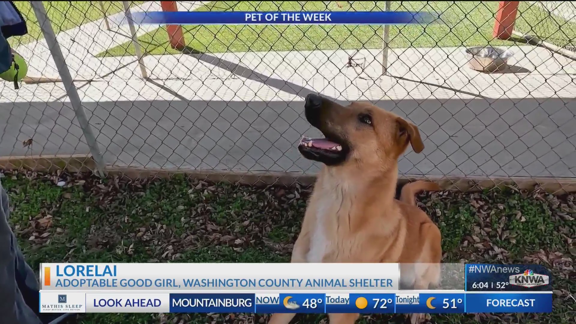 Purina Presents: Meet Lorelai in Pet of the Week – KNWA FOX24