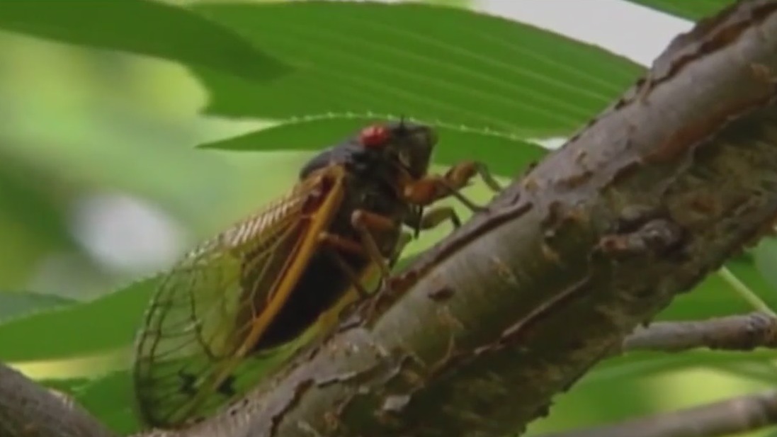 Two massive cicada broods emerging this spring in rare event ...