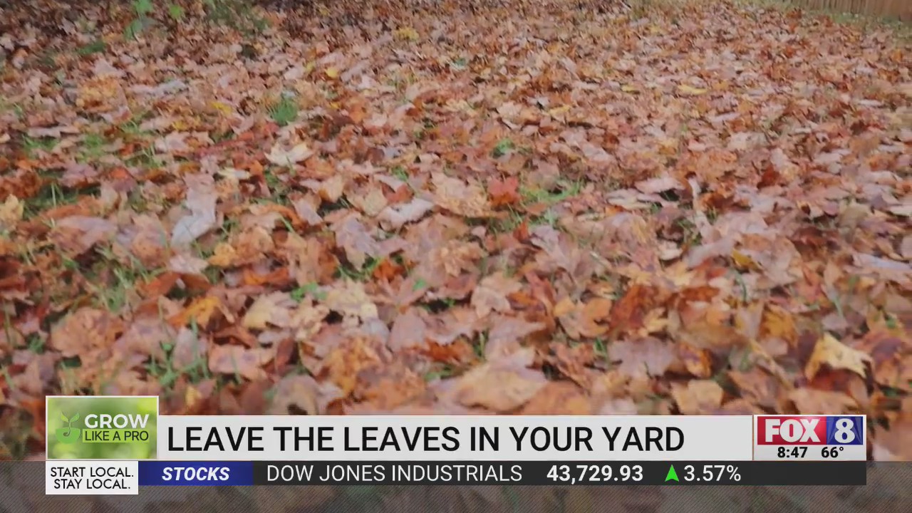 This is why you should leave the leaves in your yard – FOX8 WGHP