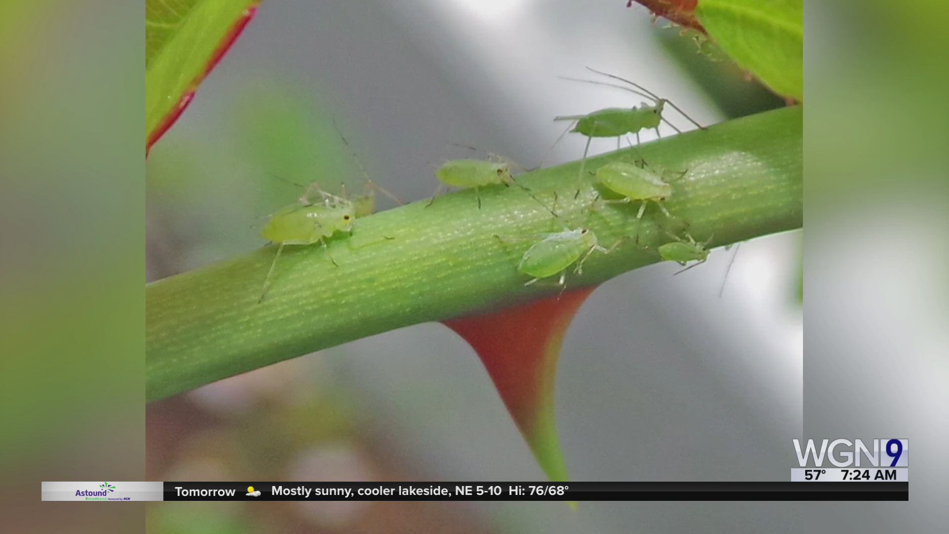 Weekend Gardening: How do I stop those pesky aphids from chewing up my ...