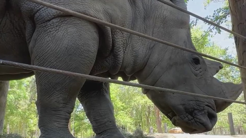 What is the impact of the Sacramento Zoo’s relocation? – FOX40