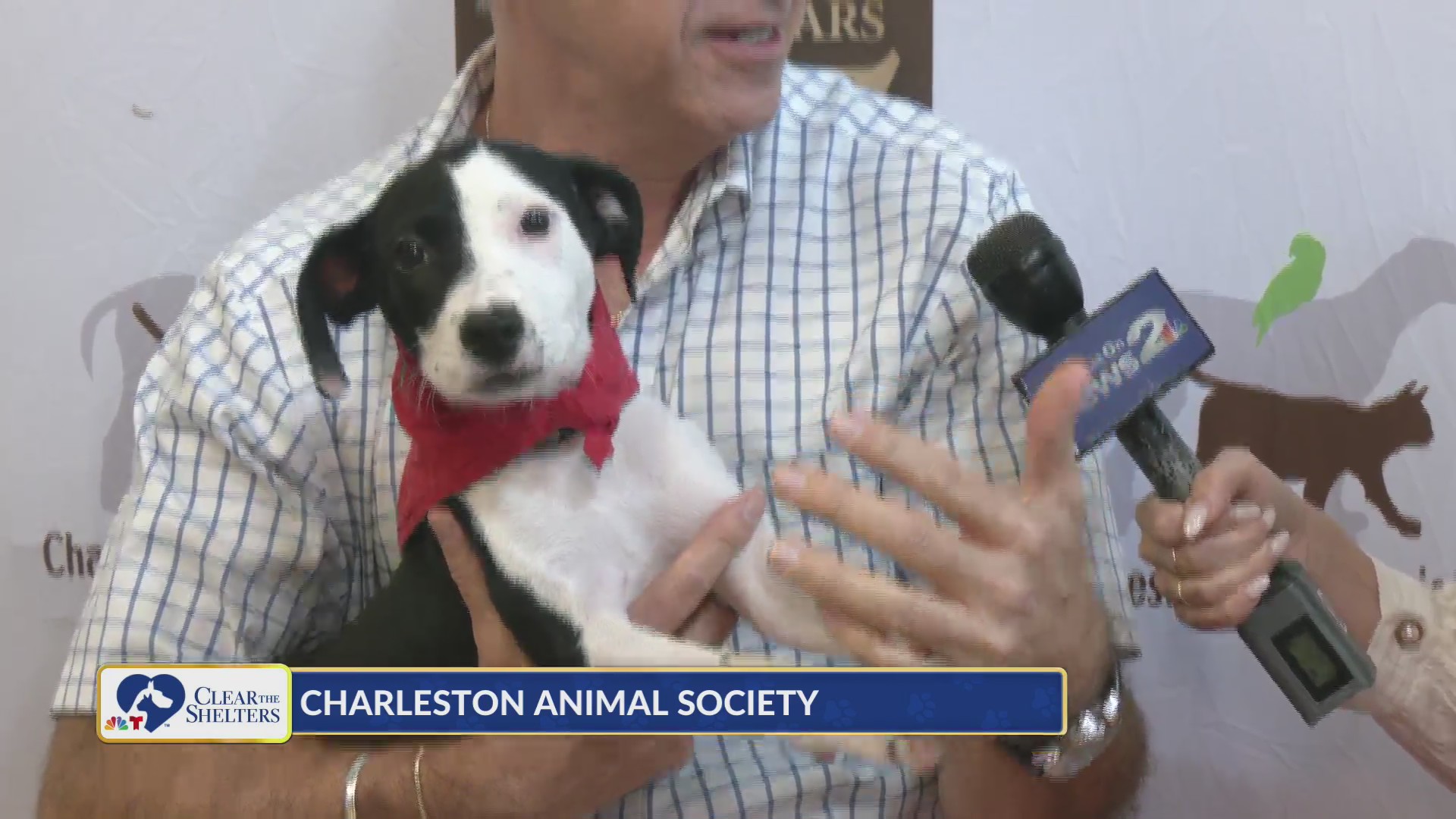 Charleston Animal Society has puppies, kittens, and adult animals ready ...