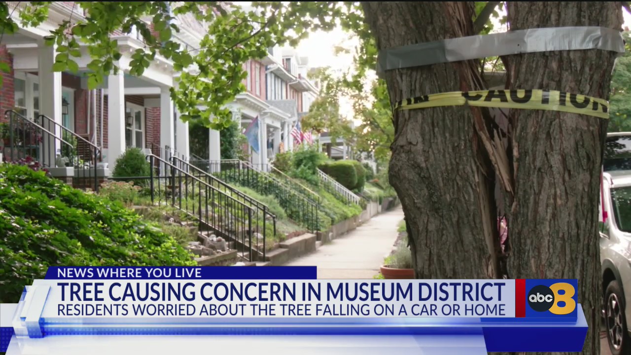‘Stumped’ Richmonder turns to duct tape to keep split tree from falling ...