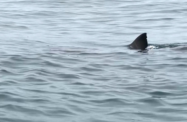 Huge great white shark follows Half Moon Bay kayakers – FOX 2