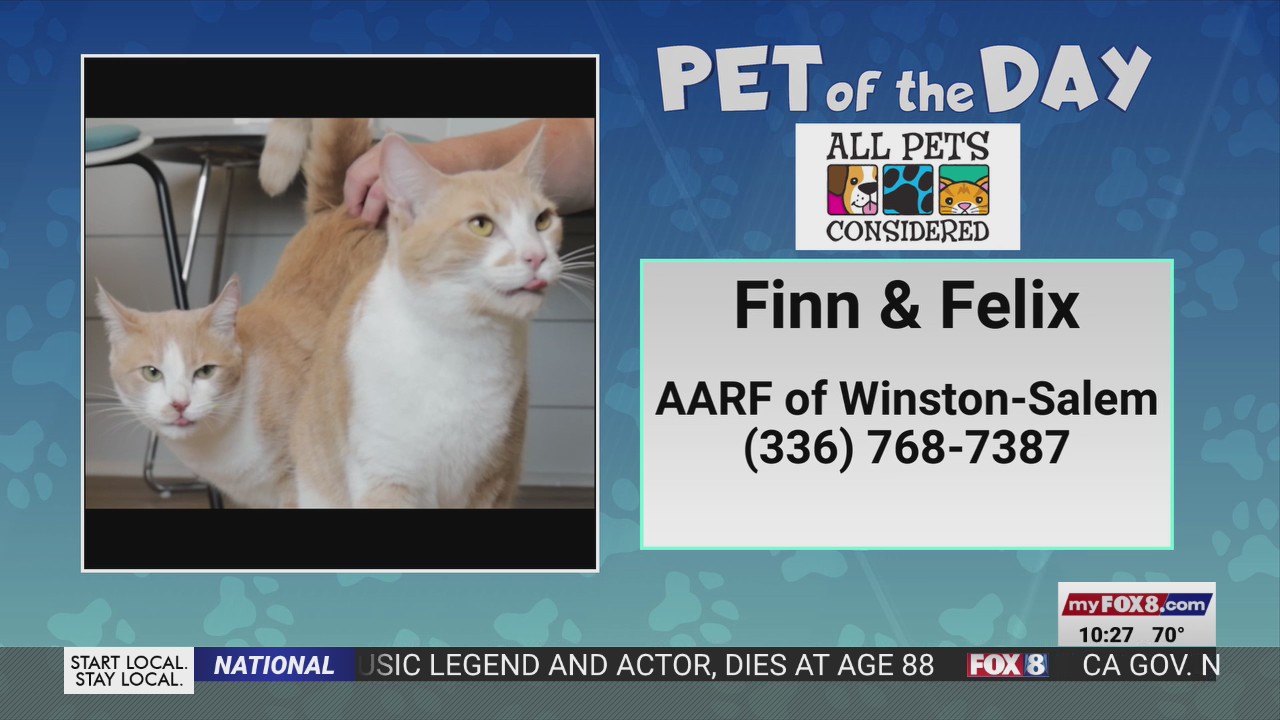 Pets of the Day: Finn and Felix go together like peanut better and ...