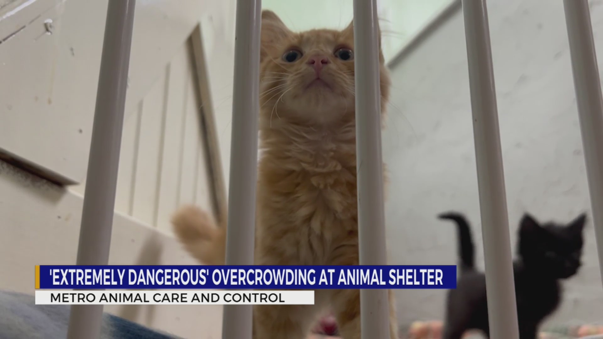Metro Nashville Animal Care and Control overcrowded – WKRN News 2