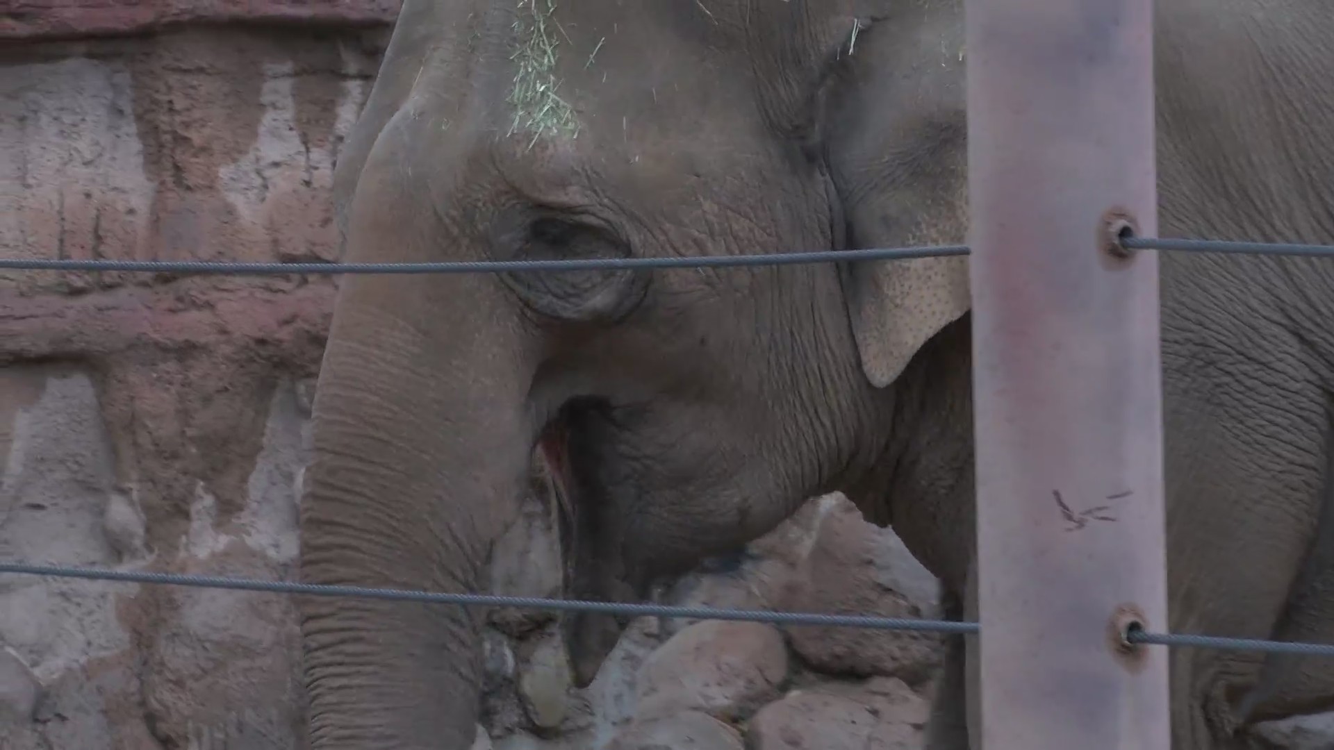 ABQ BioPark planning to open new elephant testing lab, only 8th like it ...