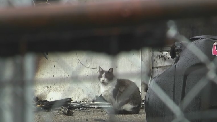 Happy Cat Sanctuary cats up for adoption on new website – PIX11