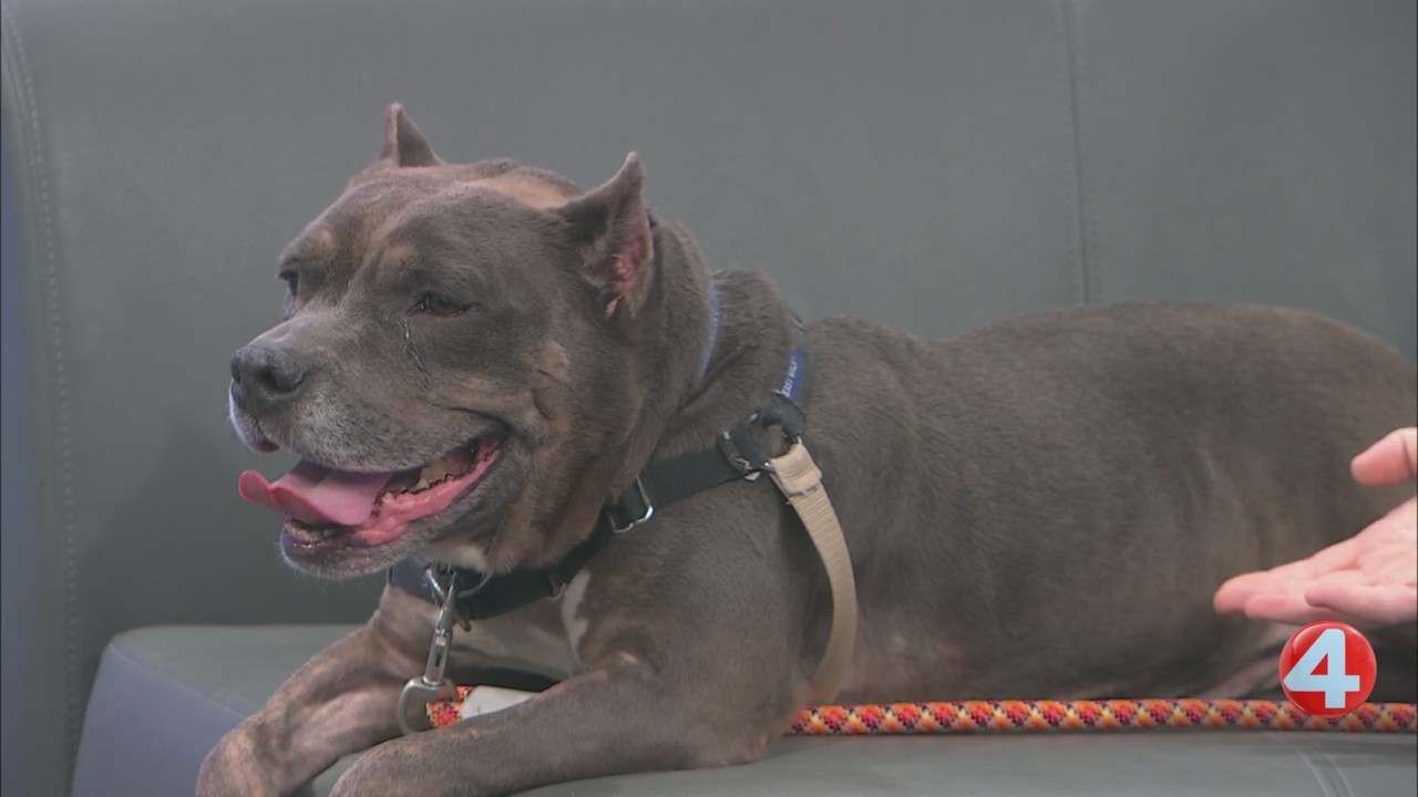SPCA Monday: Champ the pit bull is ready for adoption – News 4 Buffalo