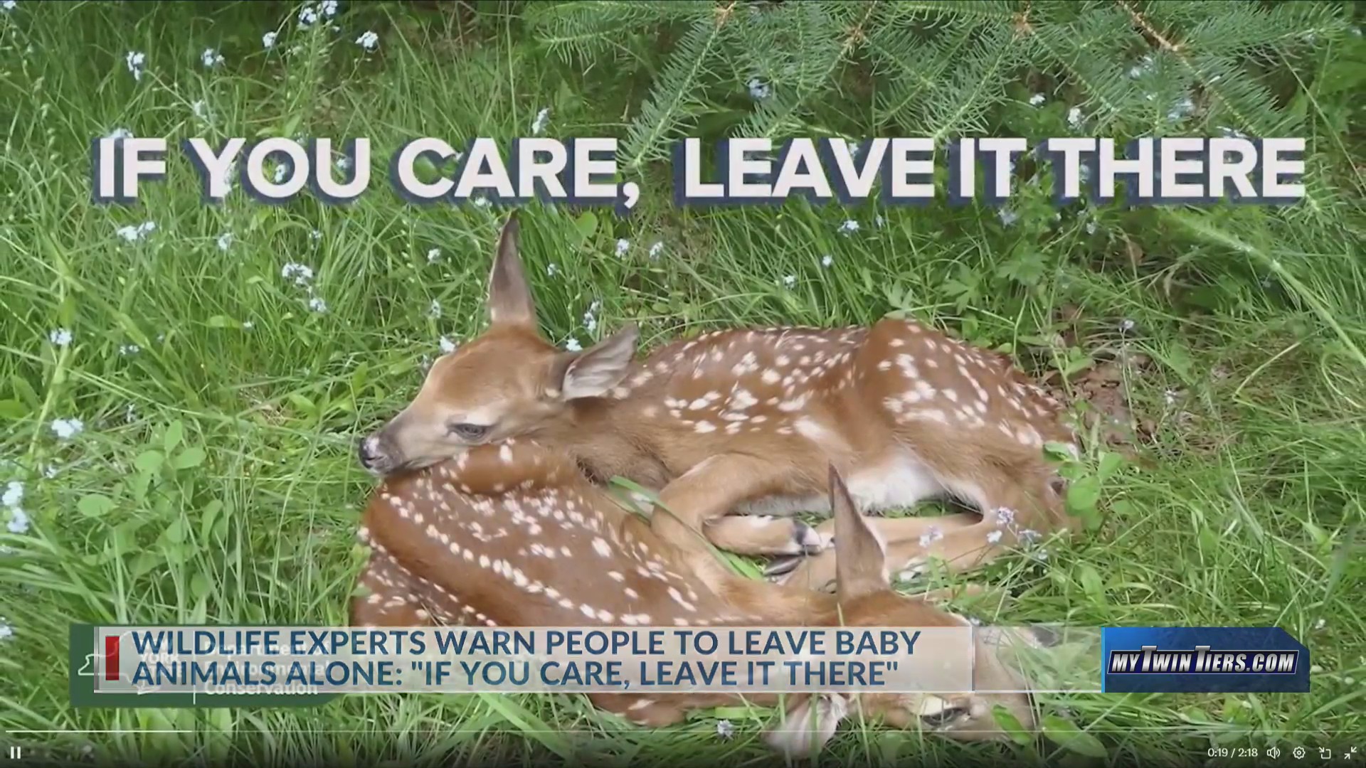 DEC advises New Yorkers to leave baby animals alone – WETM ...