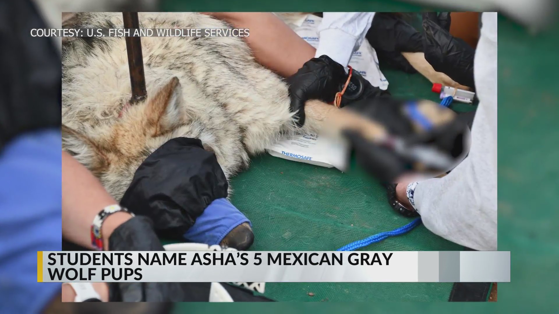 Students name Asha’s 5 Mexican gray wolf pups – KRQE NEWS 13 – Breaking ...