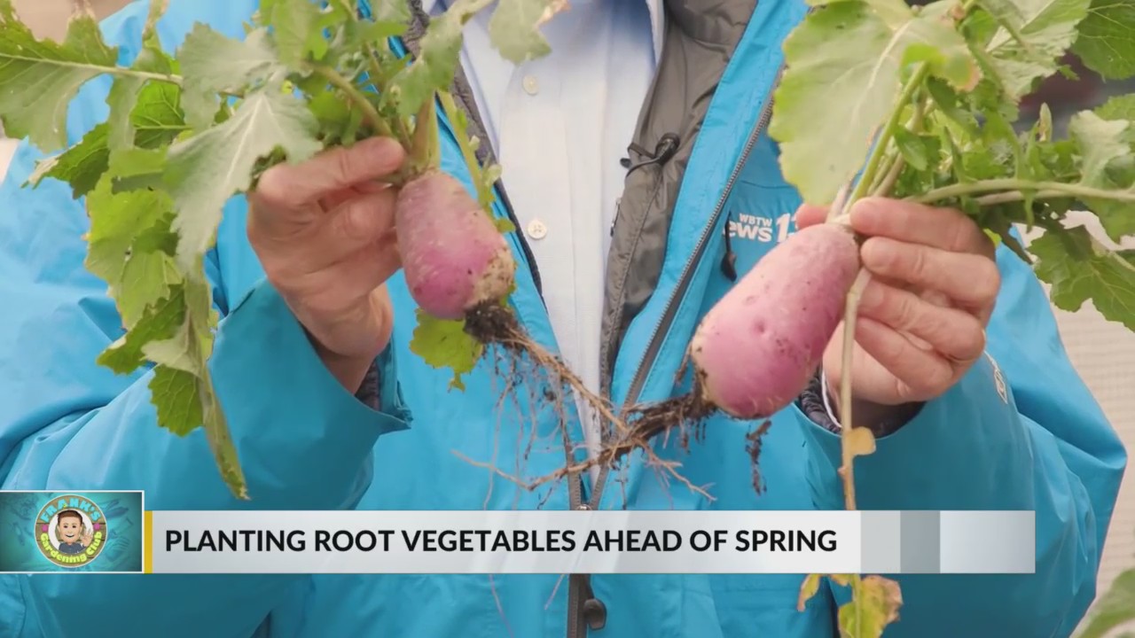 Planting spring root vegetables – WBTW