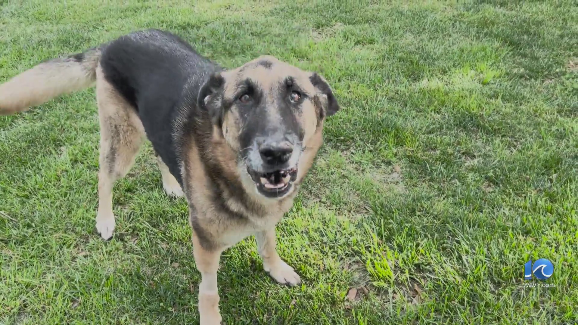 VB dog who was shot recovering from surgery – WAVY.com