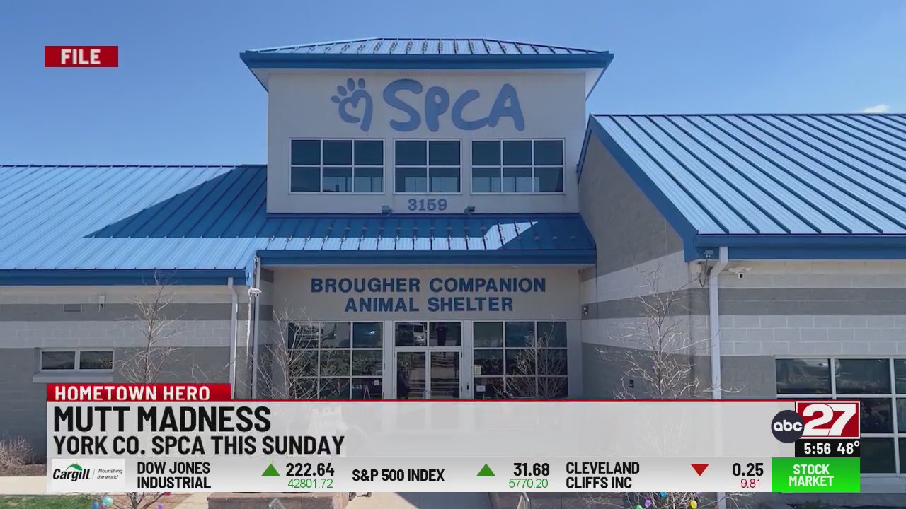 York County SPCA hosting Mutt Madness – ABC27